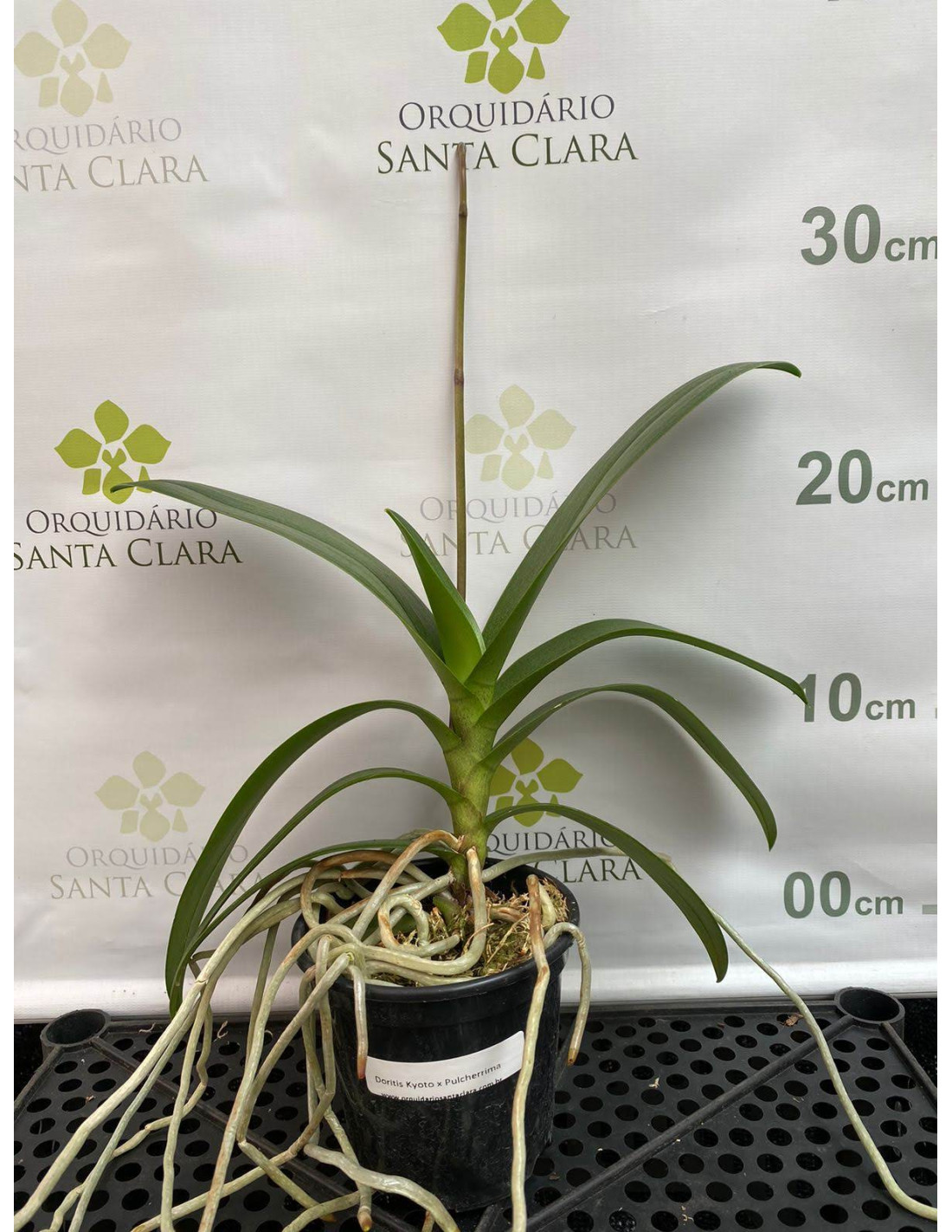 Doritis Kyoto x Pulcherrima