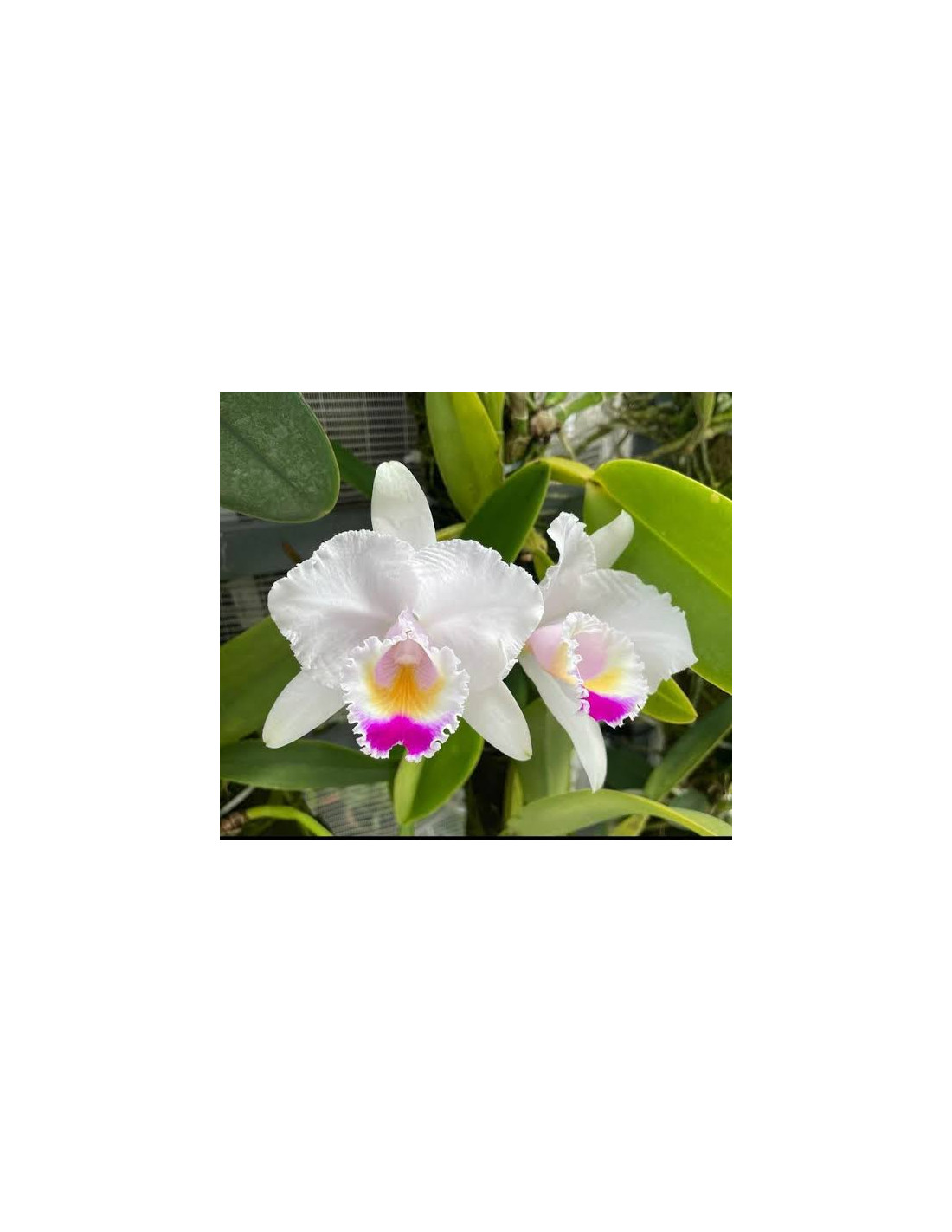 Cattleya Chocoensis AD