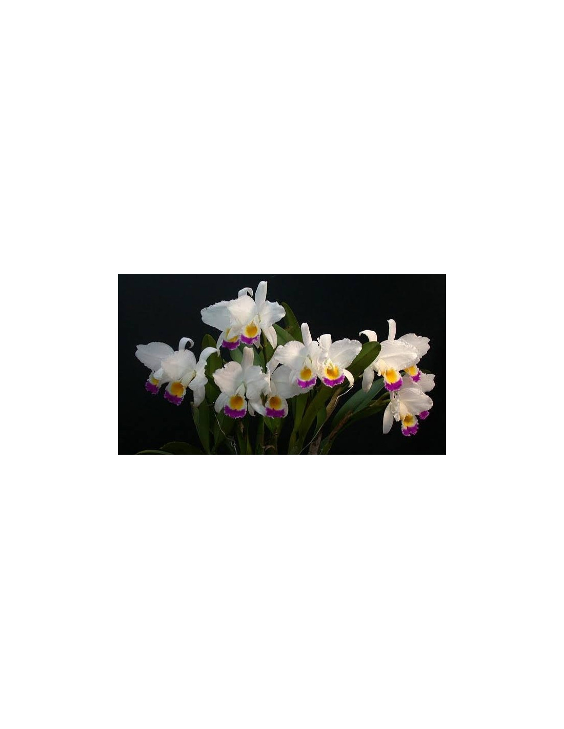 Cattleya Chocoensis AD
