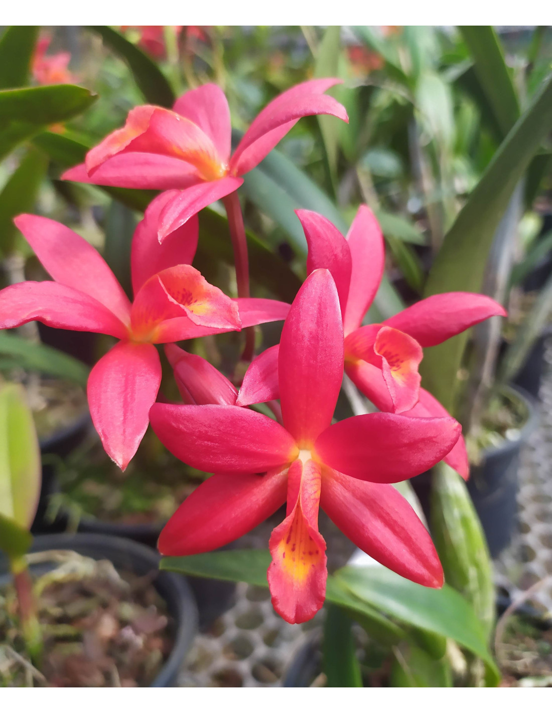 Lc. Blazing Treat Red