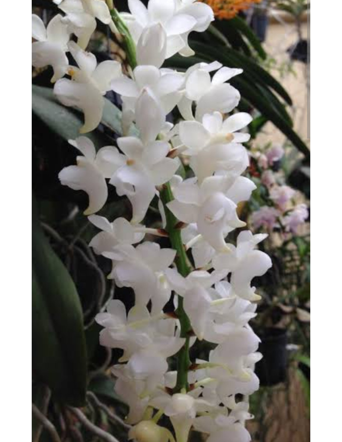 Aerides Magnifica Alba