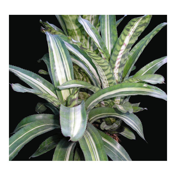 Aechmea Orlandiana Variegata