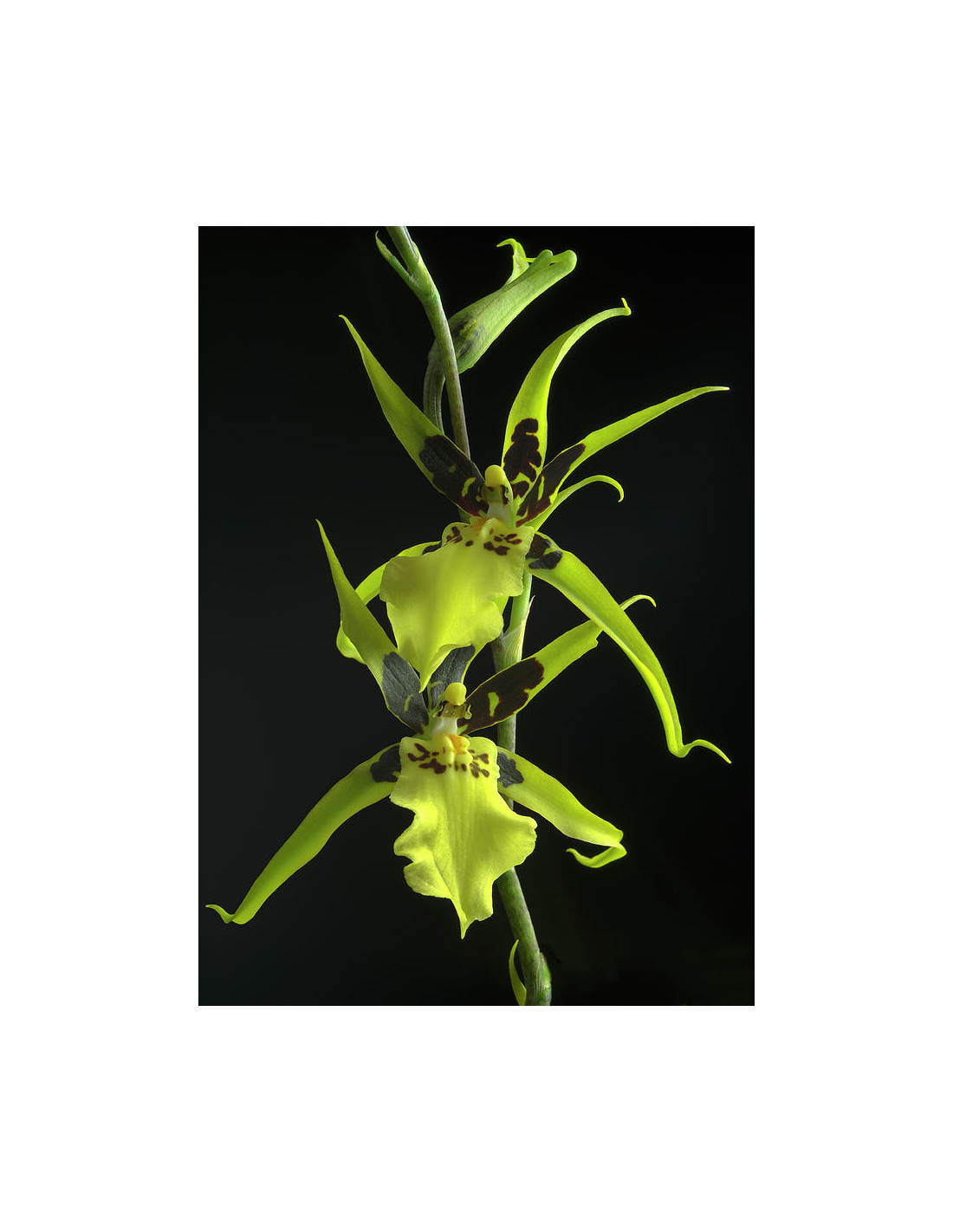 Brassidium Gilded Urchin Ontario