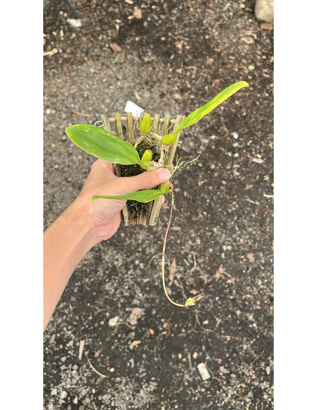 Bulbophyllum Louis Sander (Haste)