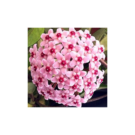 Flor de Cera (Hoya Carnosa Tricolor)